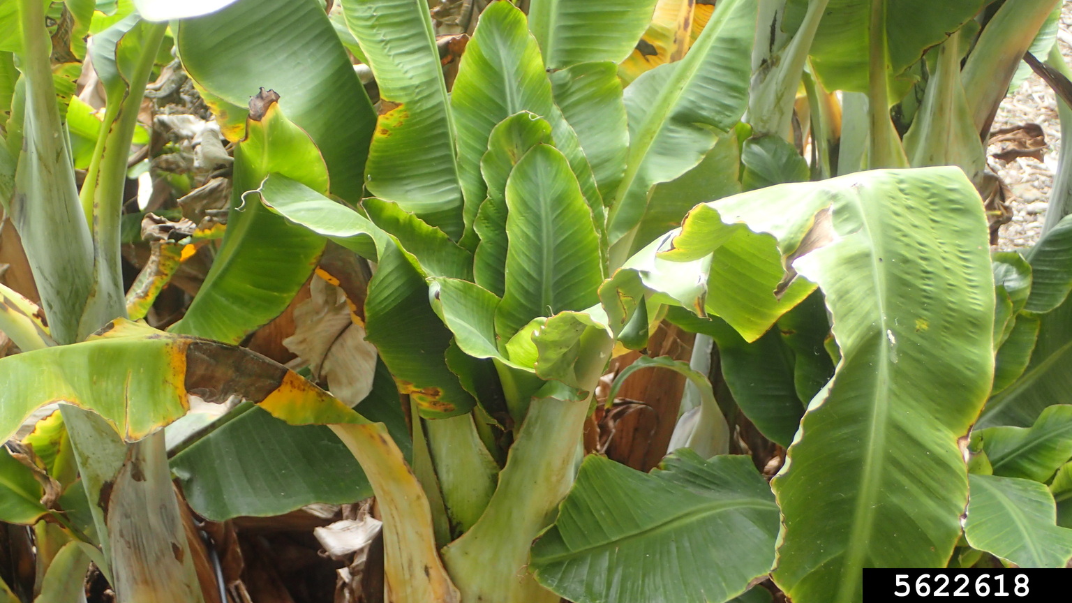 banana bunchy top virus (BBTV) (Babuvirus Banana bunchy top virus)