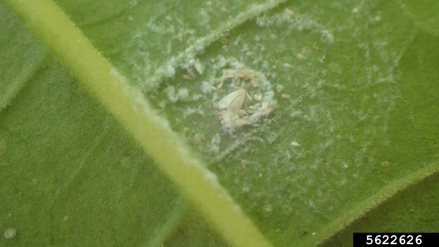 Paraleyrodes bondari