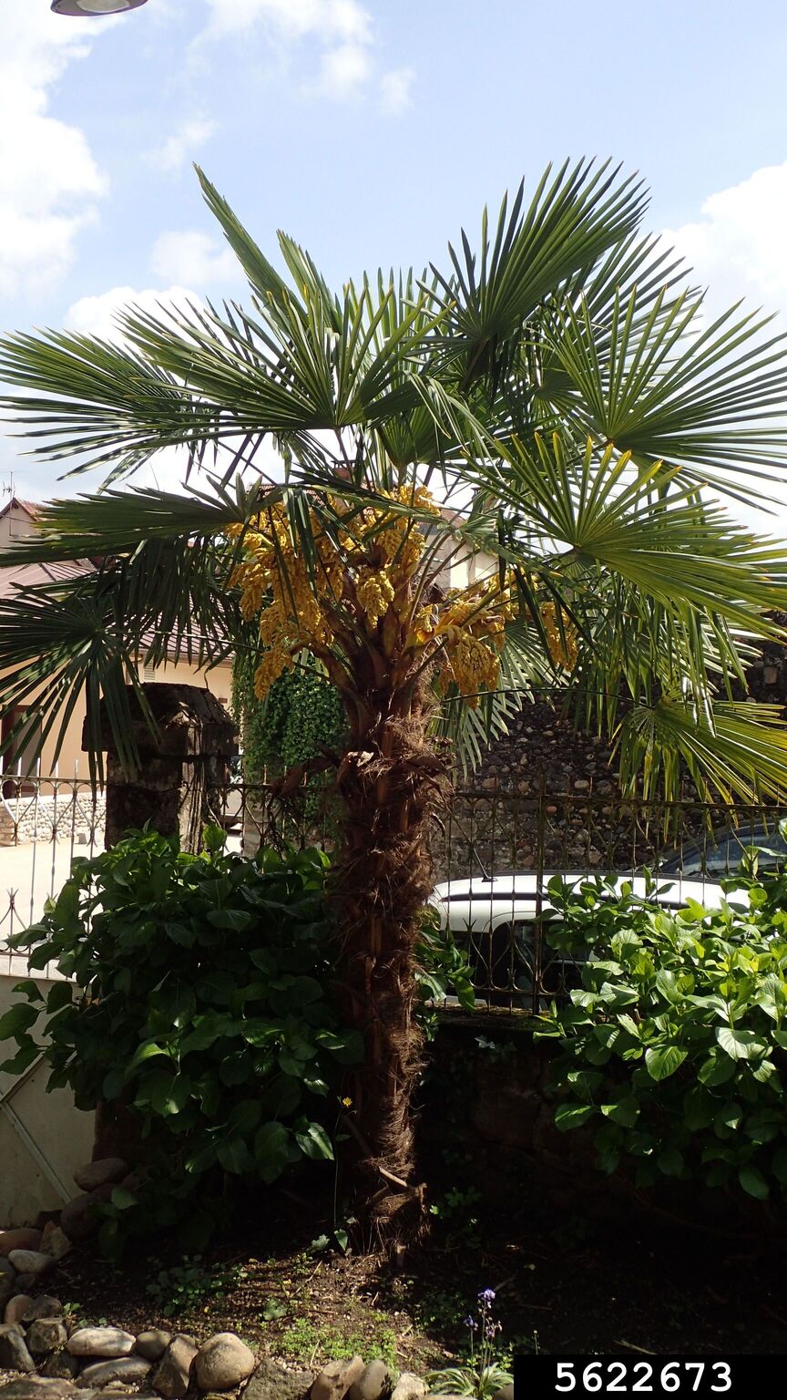 Chinese windmill palm (Trachycarpus fortunei (Hook.) H. Wendl.)