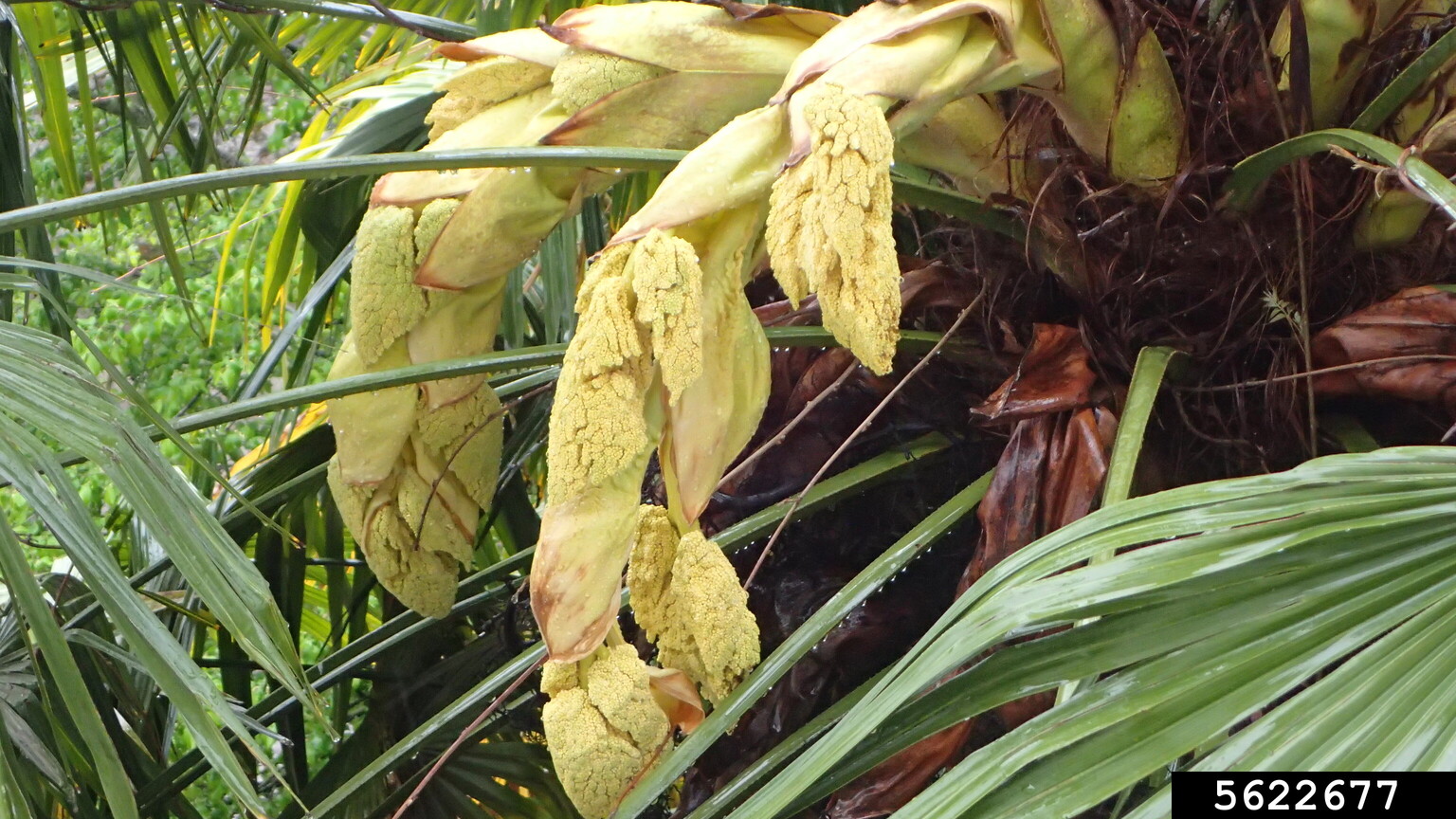 Chinese windmill palm (Trachycarpus fortunei (Hook.) H. Wendl.)