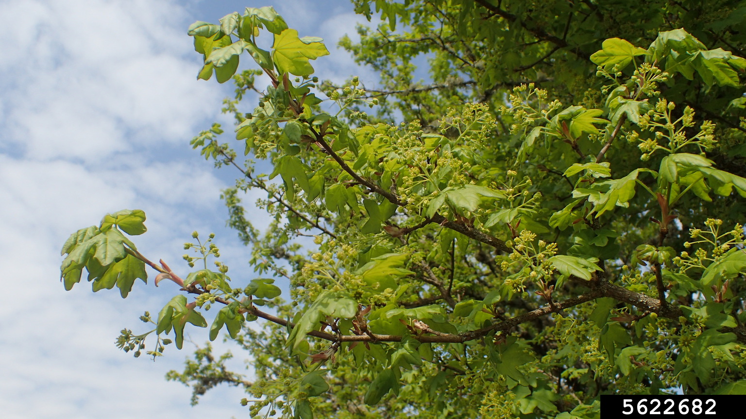 Montpellier maple (Acer monspessulanum L.)