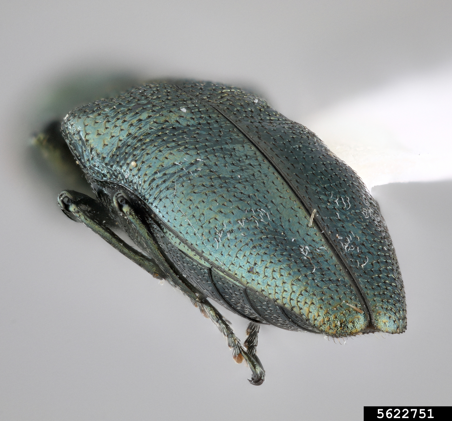 Aaaaba fossicollis (Kerremans, 1903)