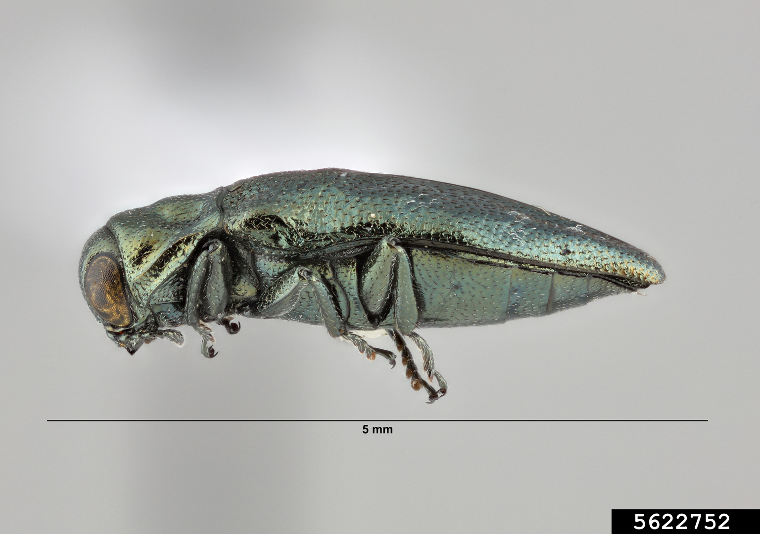Aaaaba fossicollis (Kerremans, 1903)