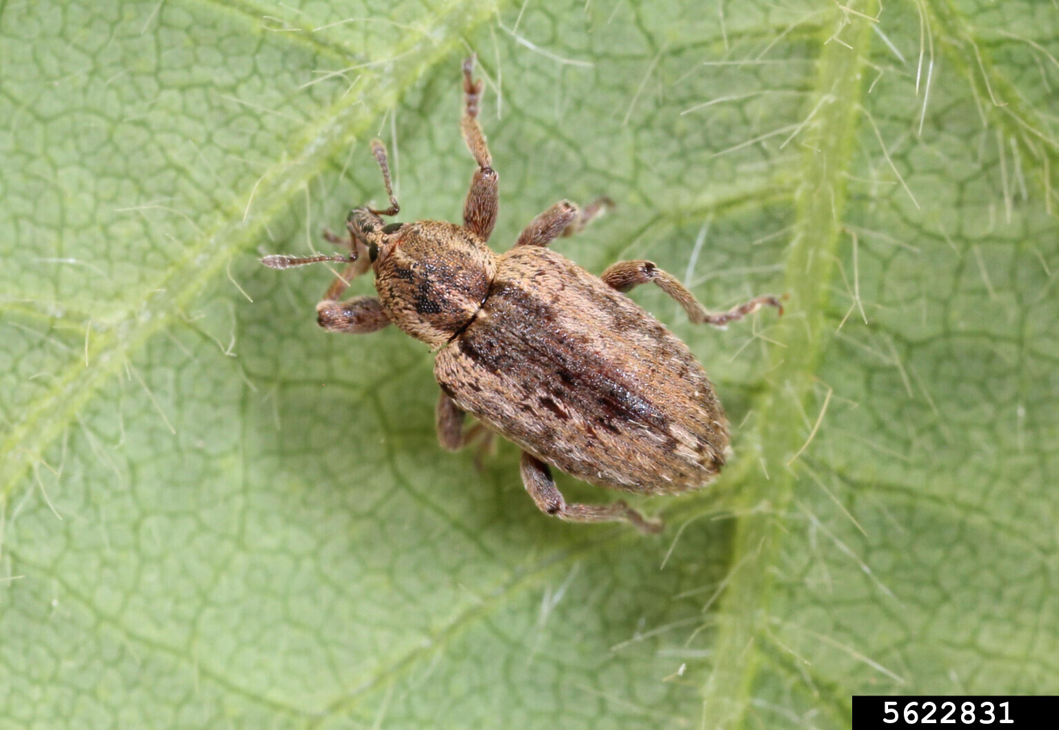 alfalfa weevil (Hypera postica (Gyllenhal, 1813))