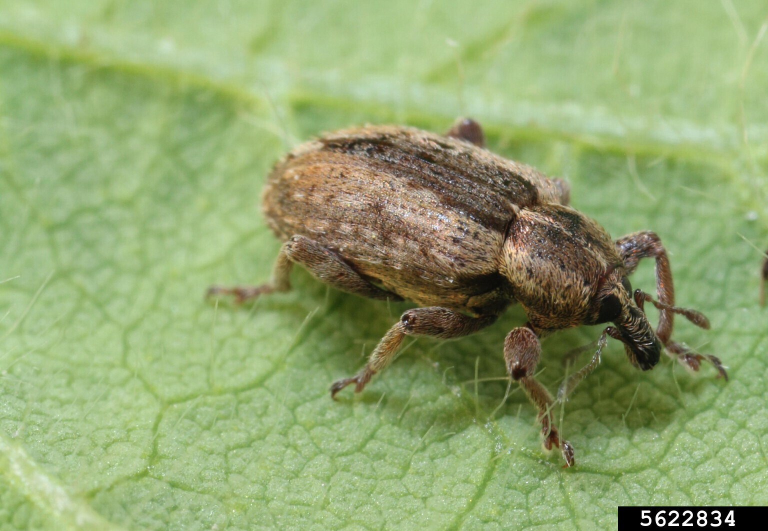 alfalfa weevil (Hypera postica)
