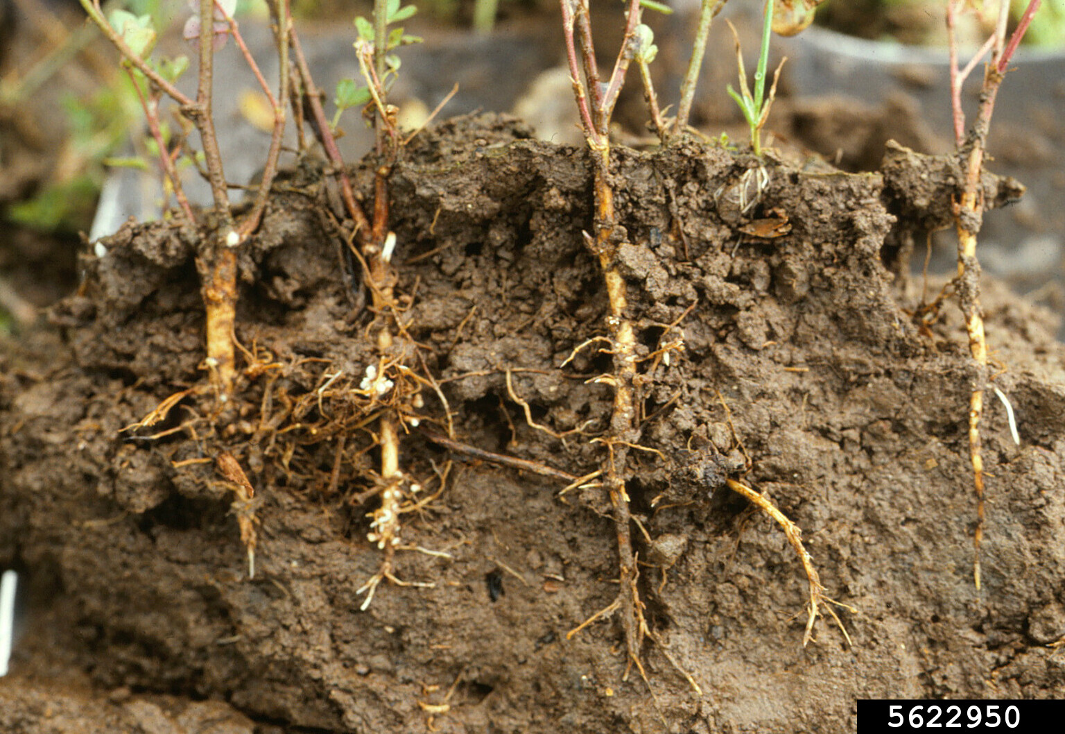 damping-off/Aphanomyces root rot (Aphanomyces euteiches)