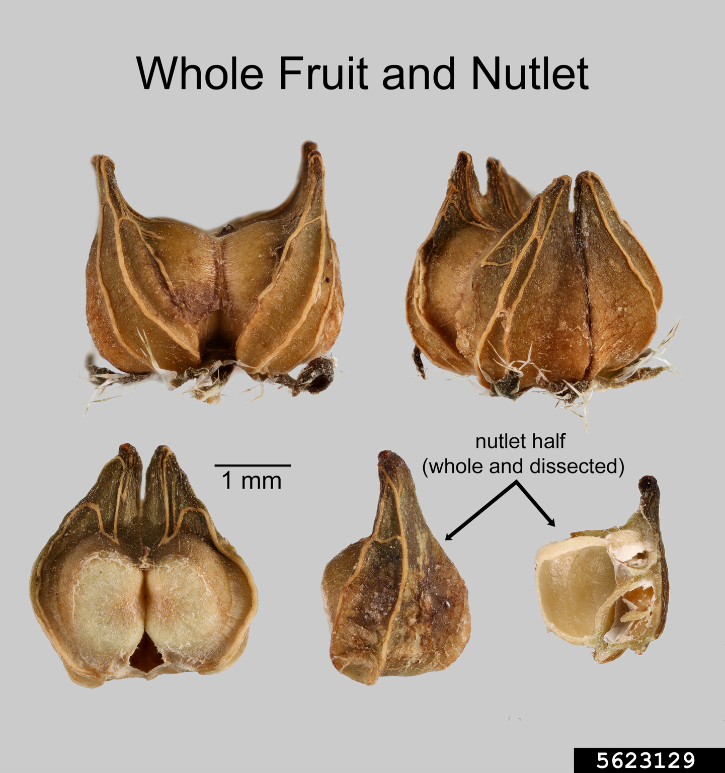 Indian heliotrope (Heliotropium indicum)