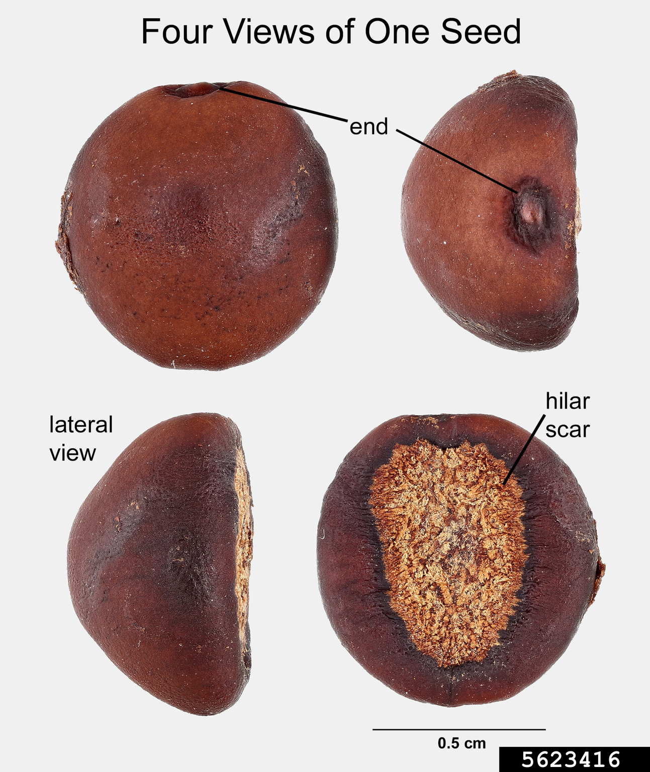 arrow poison tree (Acokanthera schimperi)