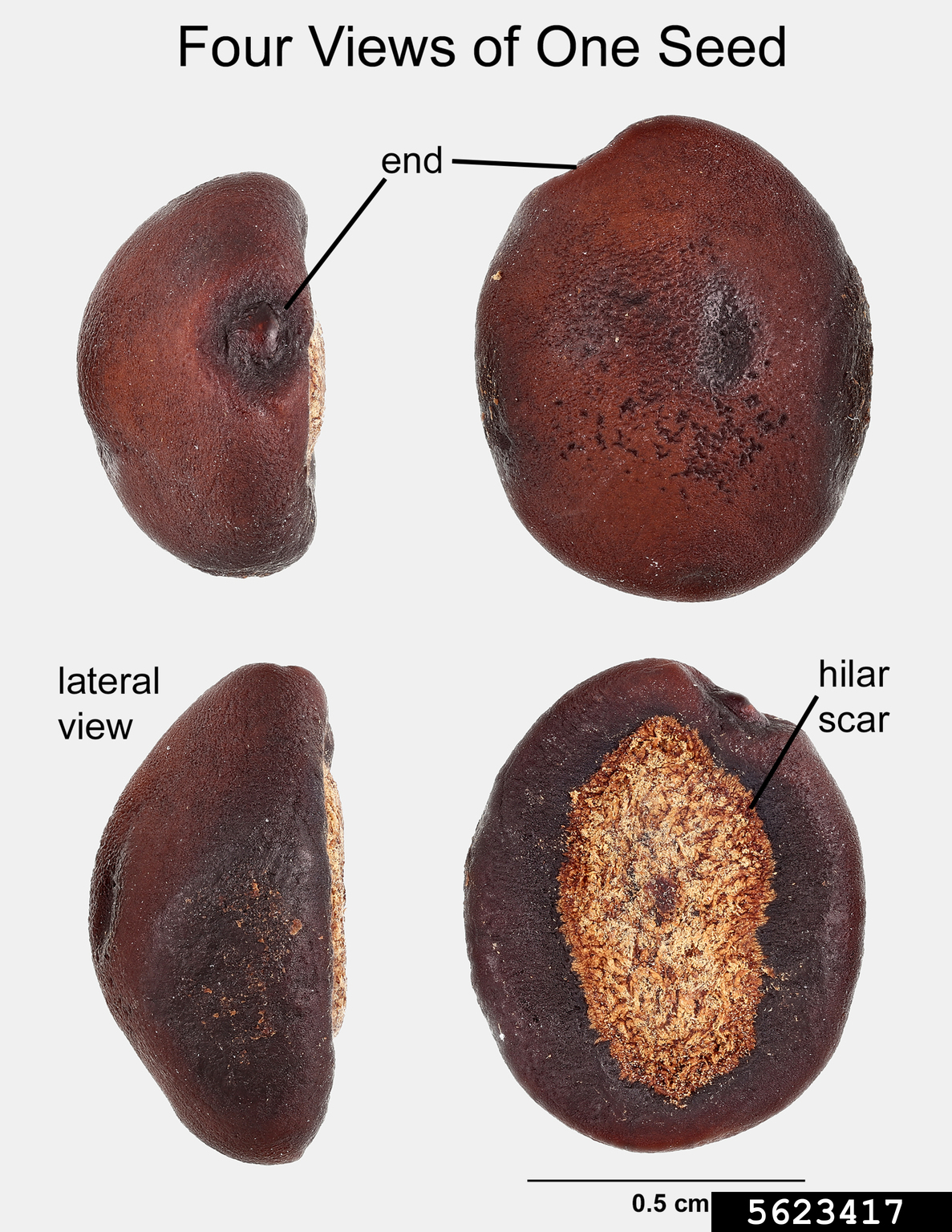 arrow poison tree (Acokanthera schimperi (A.DC.) Schweinf.)