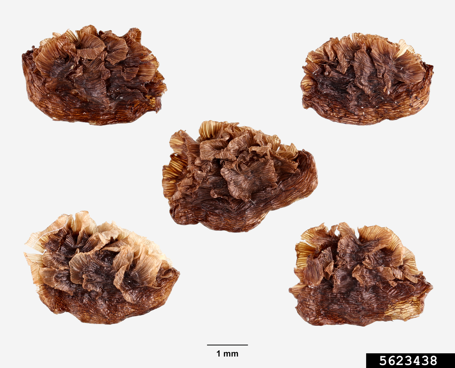 Indian aconite (Aconitum ferox)