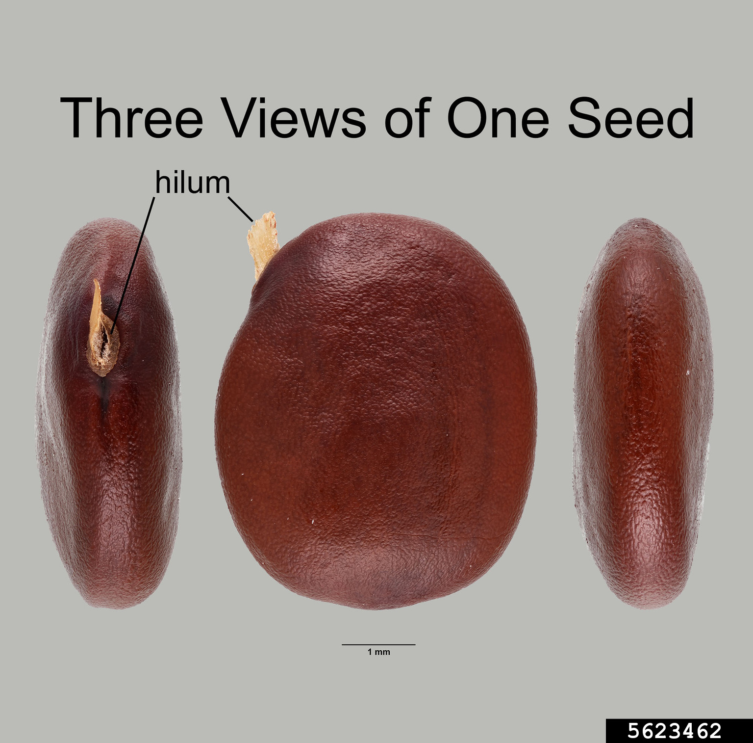 abrus (Abrus schimperi)