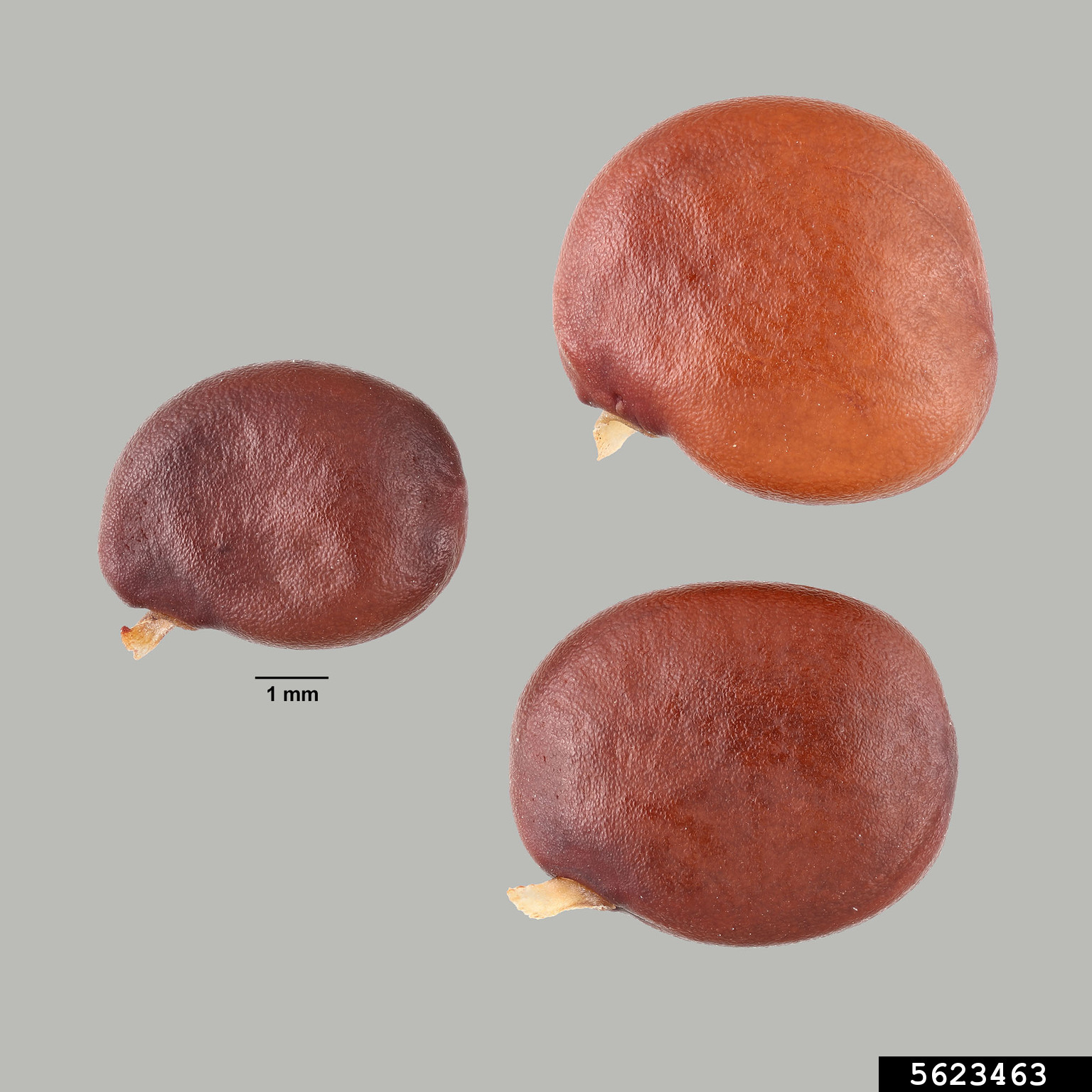 abrus (Abrus schimperi Baker)