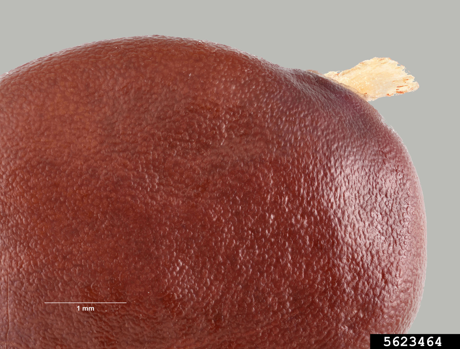 abrus (Abrus schimperi)