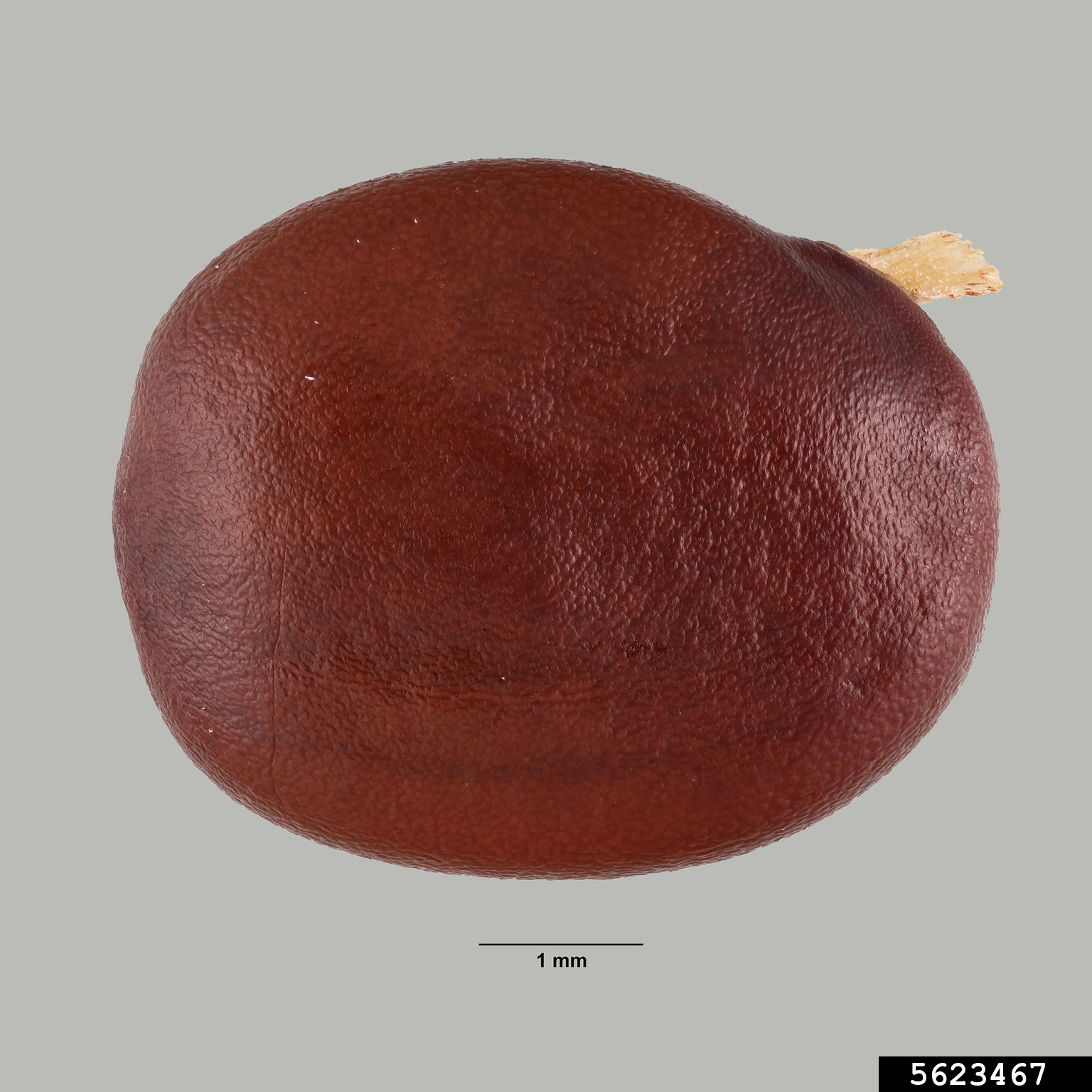 abrus (Abrus schimperi)