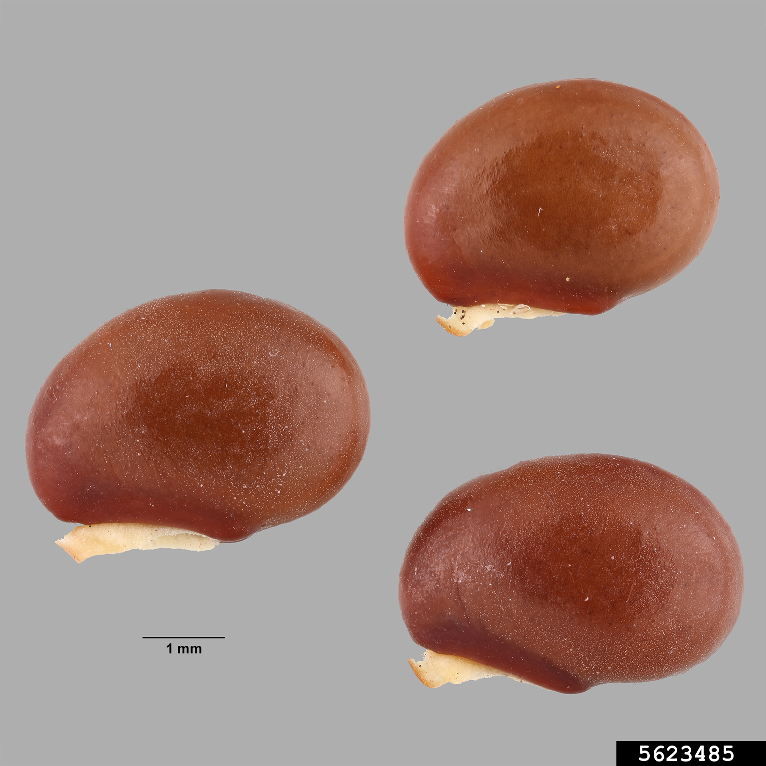 Abrus cantoniensis Hance