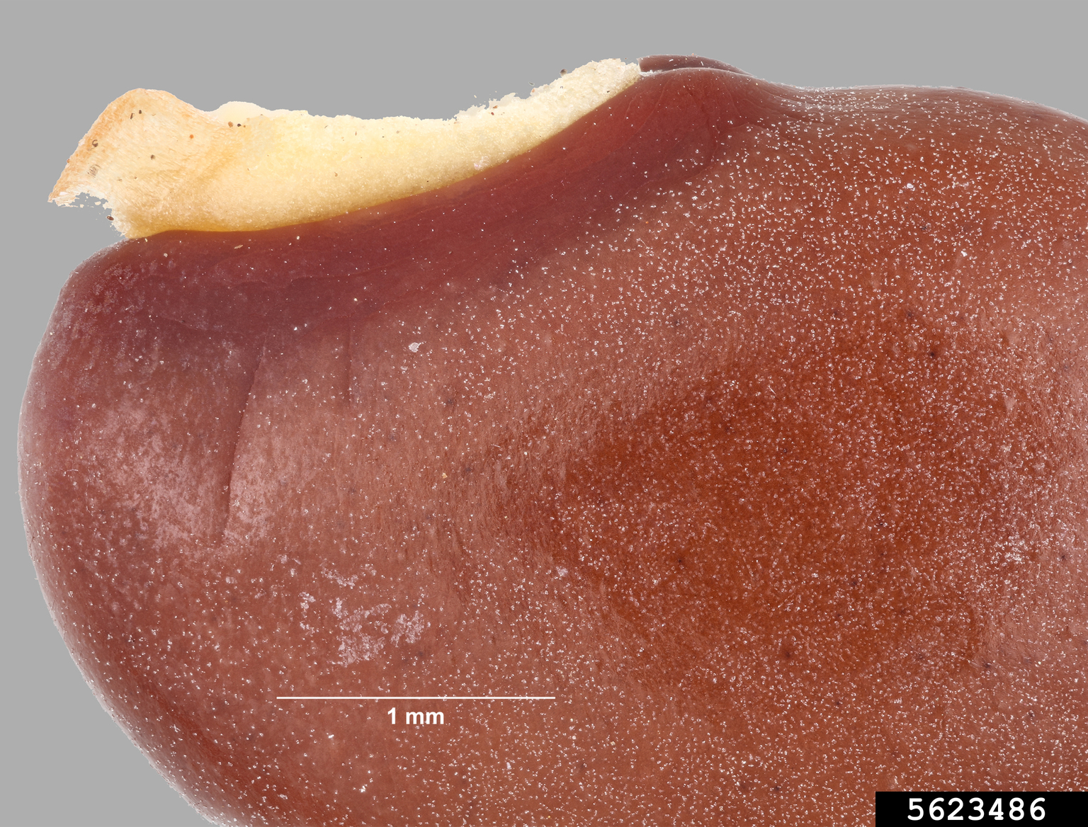 Abrus cantoniensis Hance