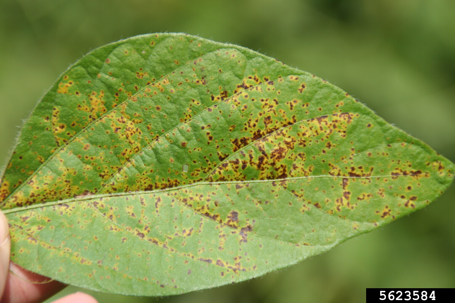 bacterial pustule of soybean disease (Xanthomonas axonopodis pv ...