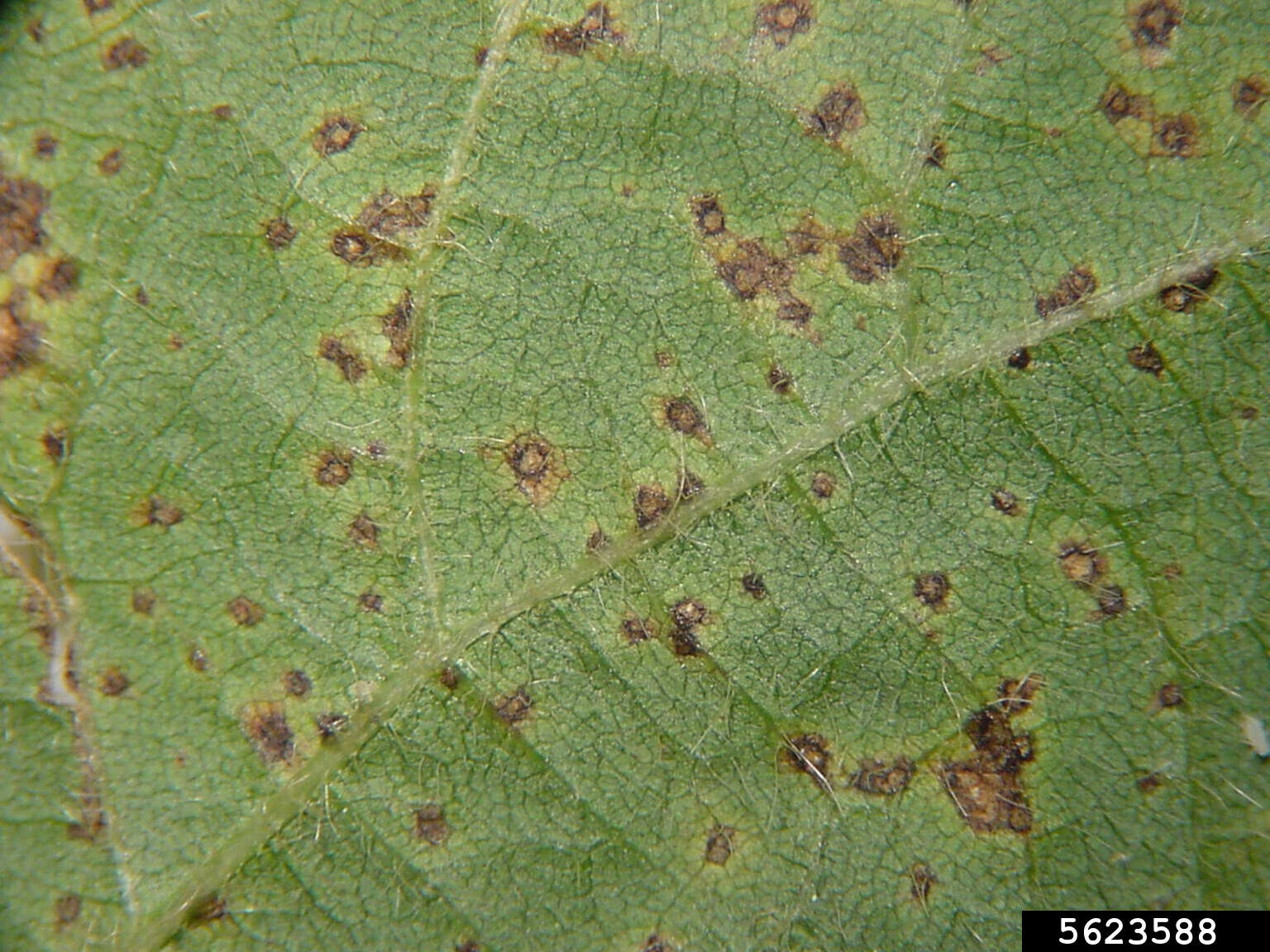bacterial pustule of soybean disease (Xanthomonas axonopodis pv ...