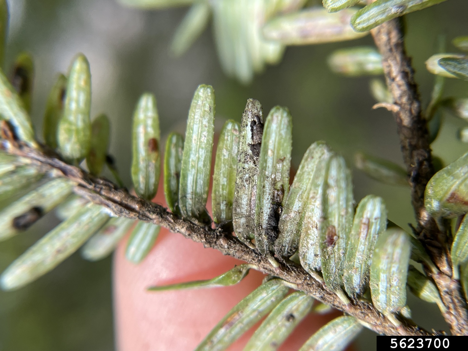 elongate hemlock scale (Fiorinia externa Ferris)