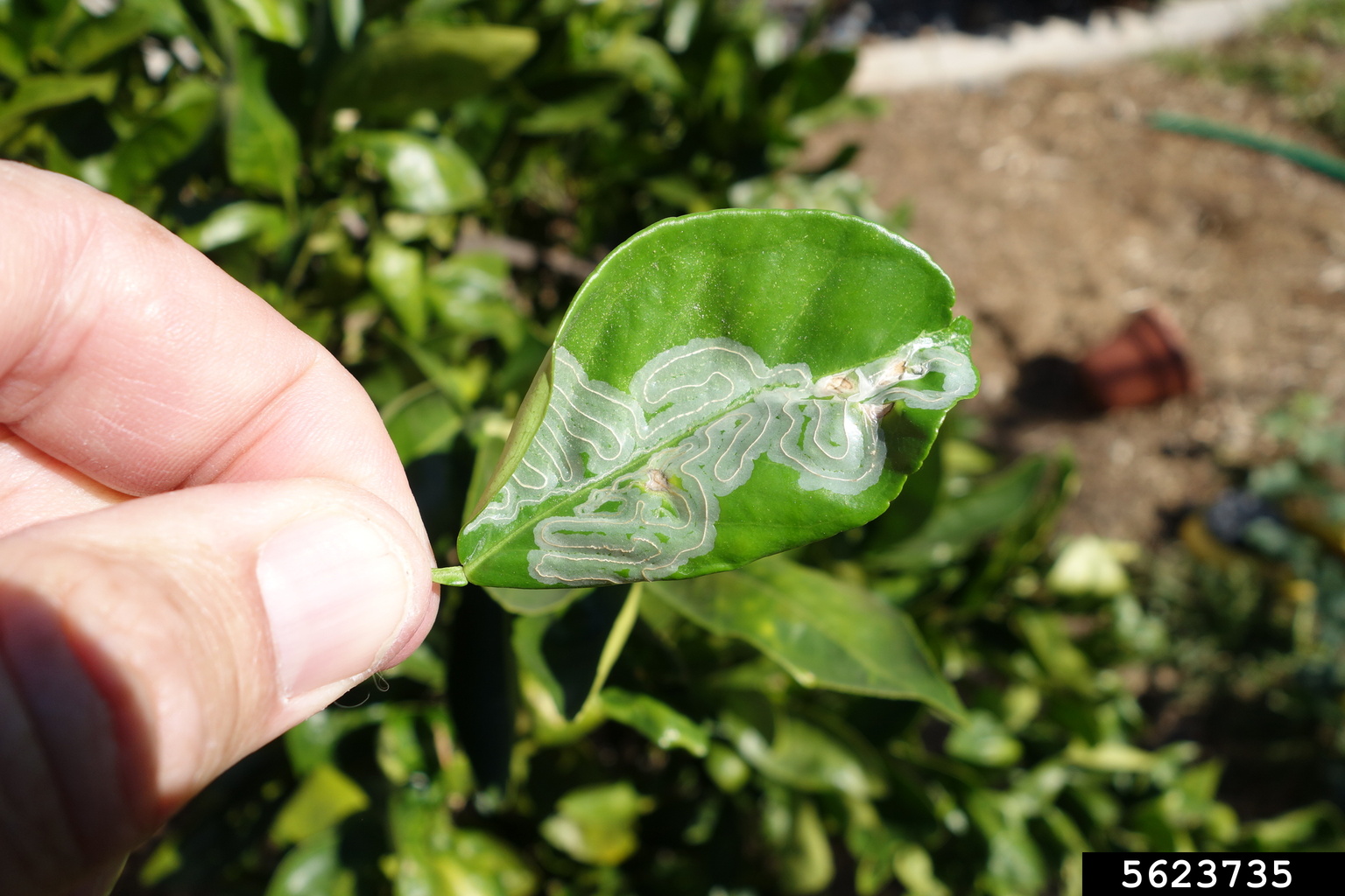 citrus leafminer (Phyllocnistis citrella Stainton)