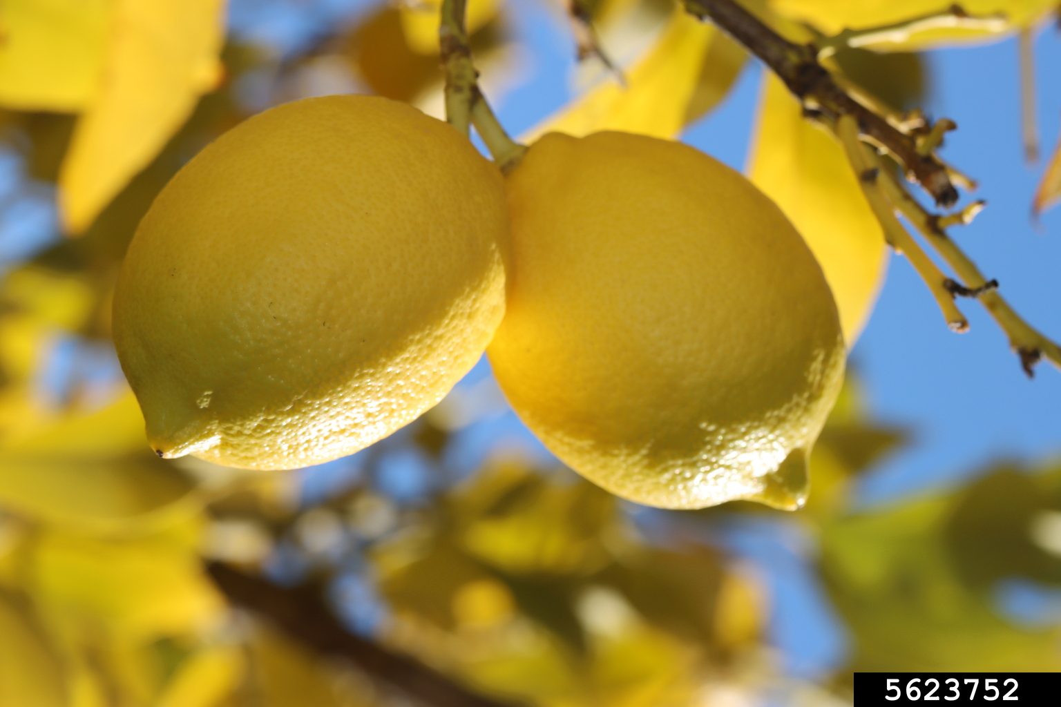 lemon (Citrus x limon (L.) Osbeck)