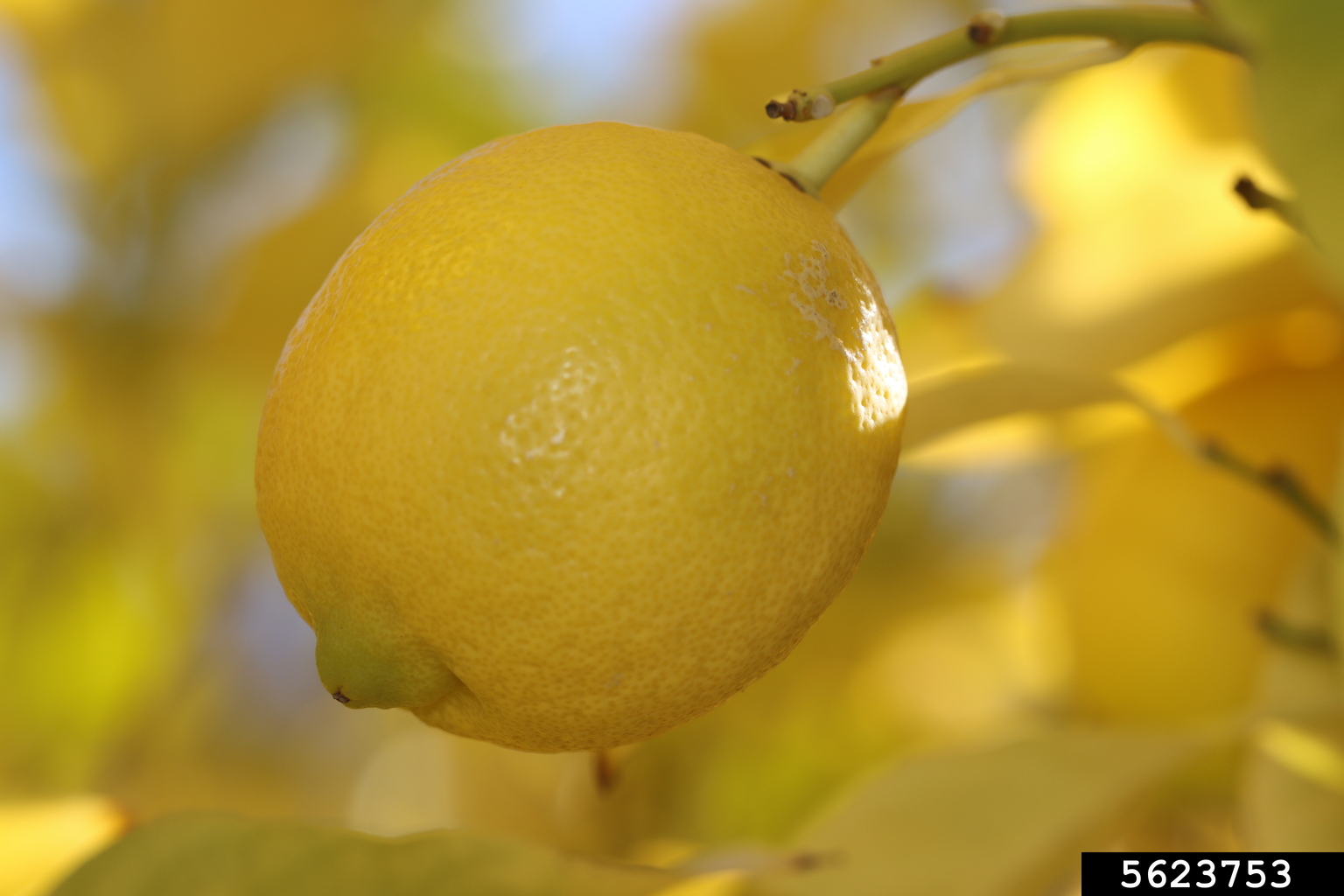 lemon (Citrus x limon (L.) Osbeck)