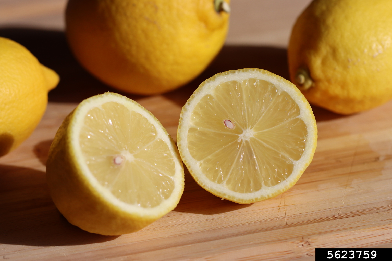 lemon (Citrus x limon (L.) Osbeck)