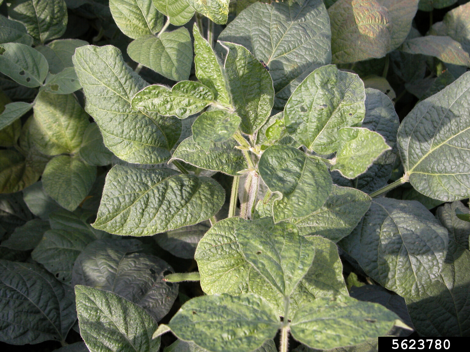 Bean Pod Mottle Virus (BPMV) (Comovirus Bean Pod Mottle Virus)