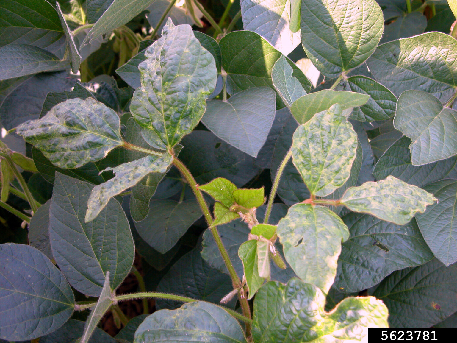 Bean Pod Mottle Virus (BPMV) (Comovirus Bean Pod Mottle Virus)