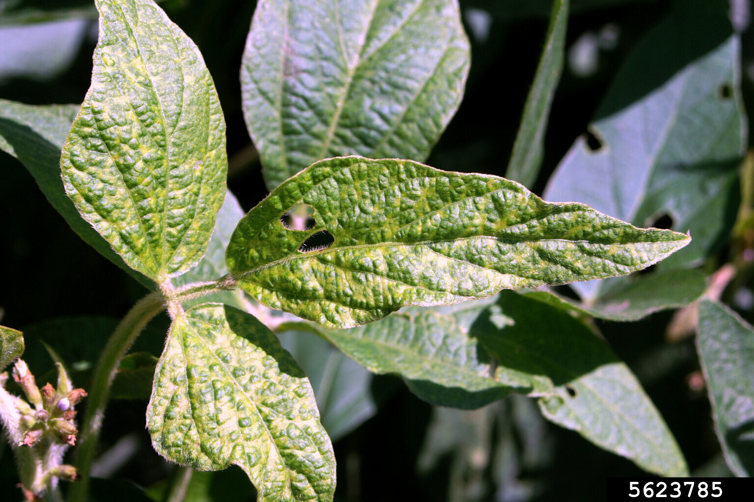 Bean Pod Mottle Virus (BPMV) (Comovirus Bean Pod Mottle Virus)