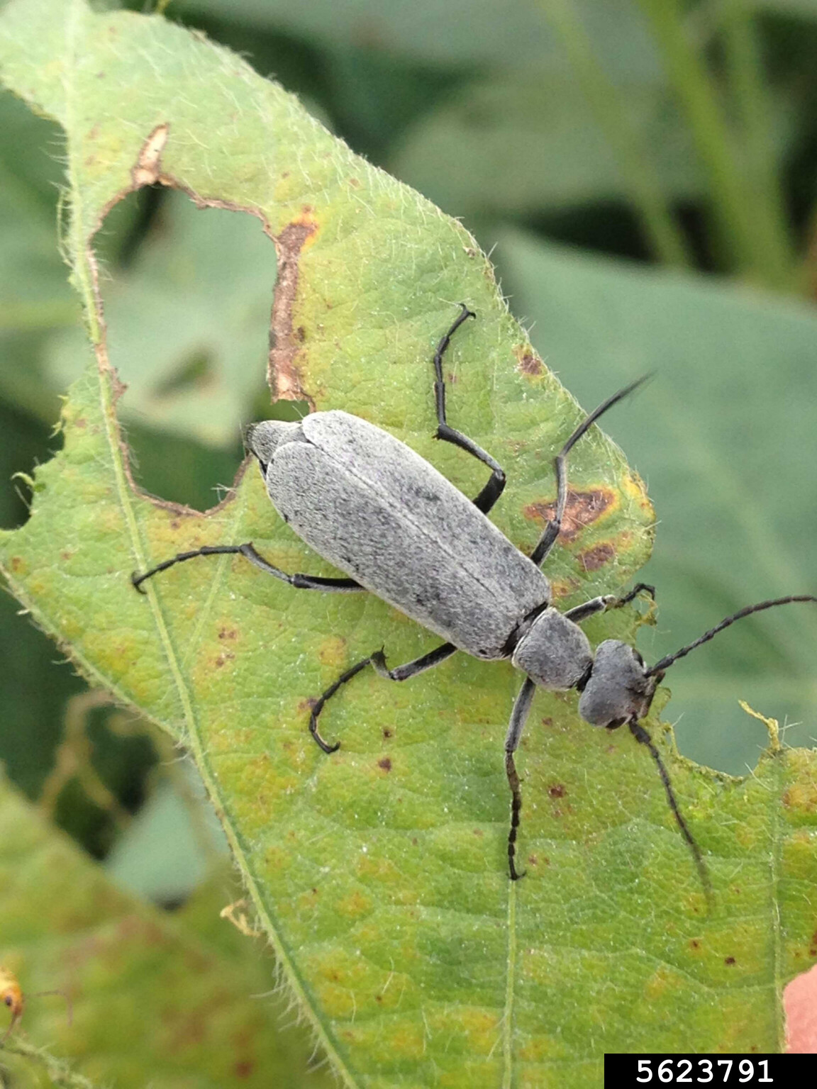 blister beetles (Genus Epicauta)