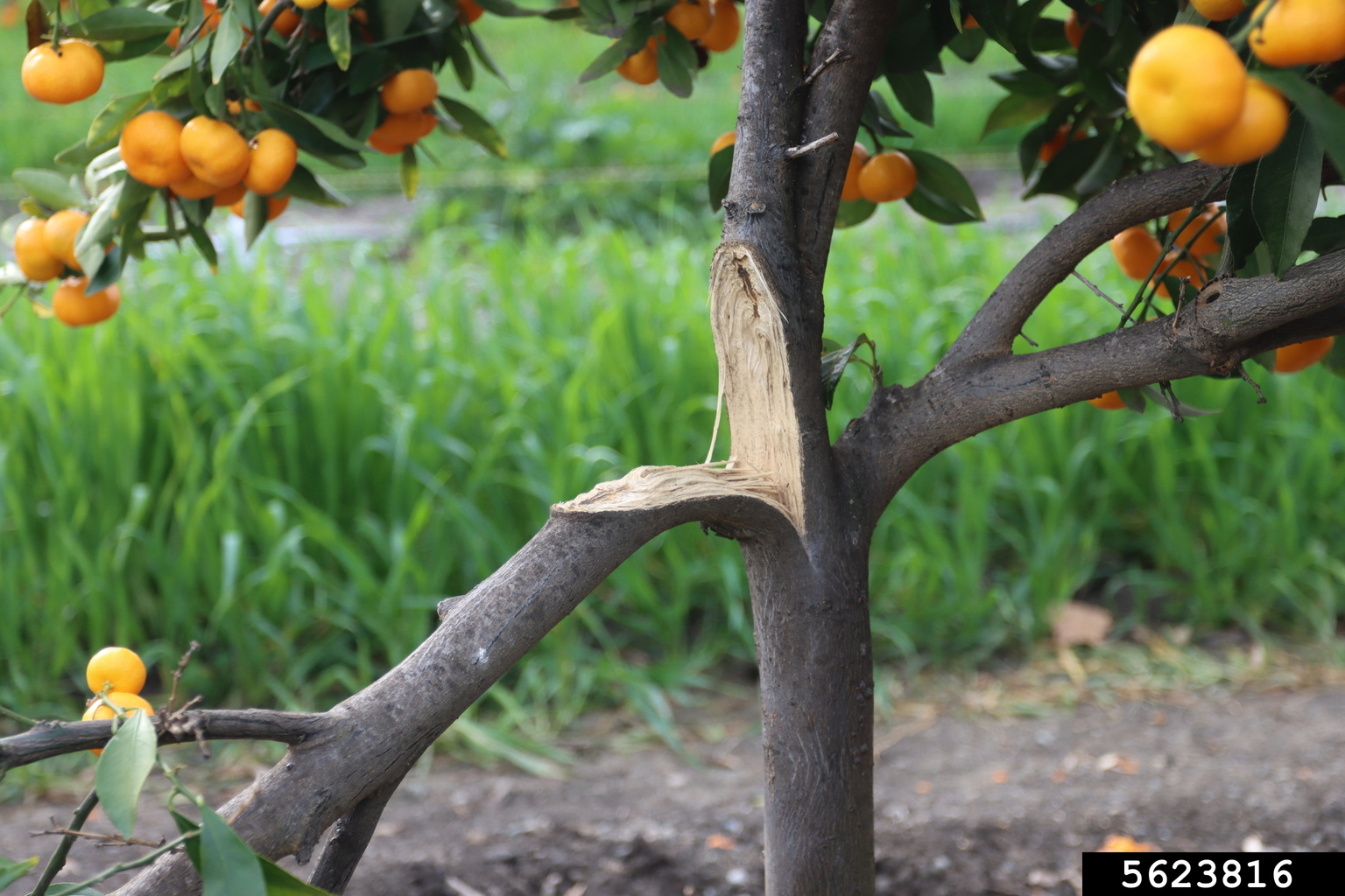 Other abiotic damage