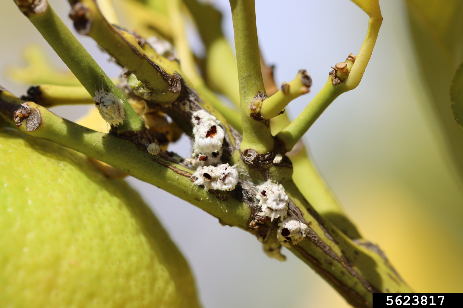 cottony cushion scale (Icerya purchasi)
