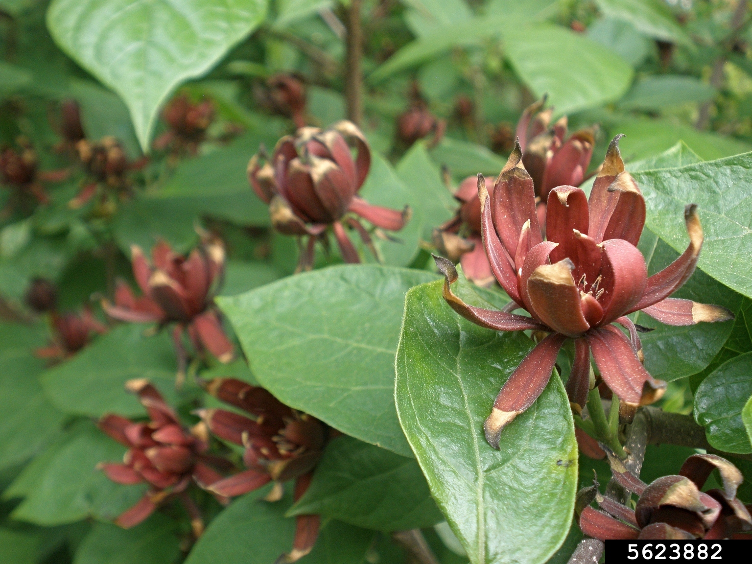 eastern sweetshrub (Calycanthus floridus L.)