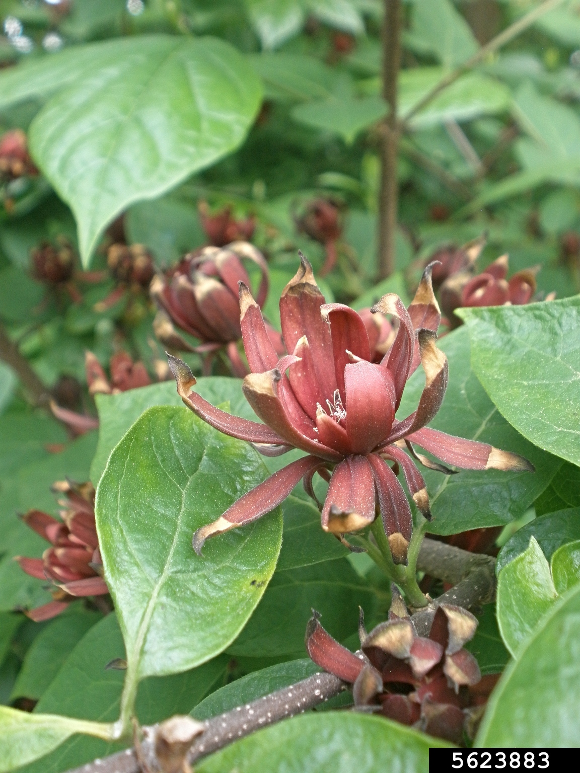 eastern sweetshrub (Calycanthus floridus L.)
