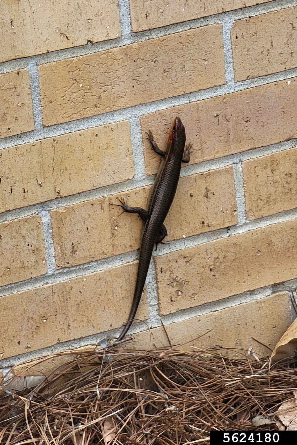 broadhead skink (Plestiodon laticeps)