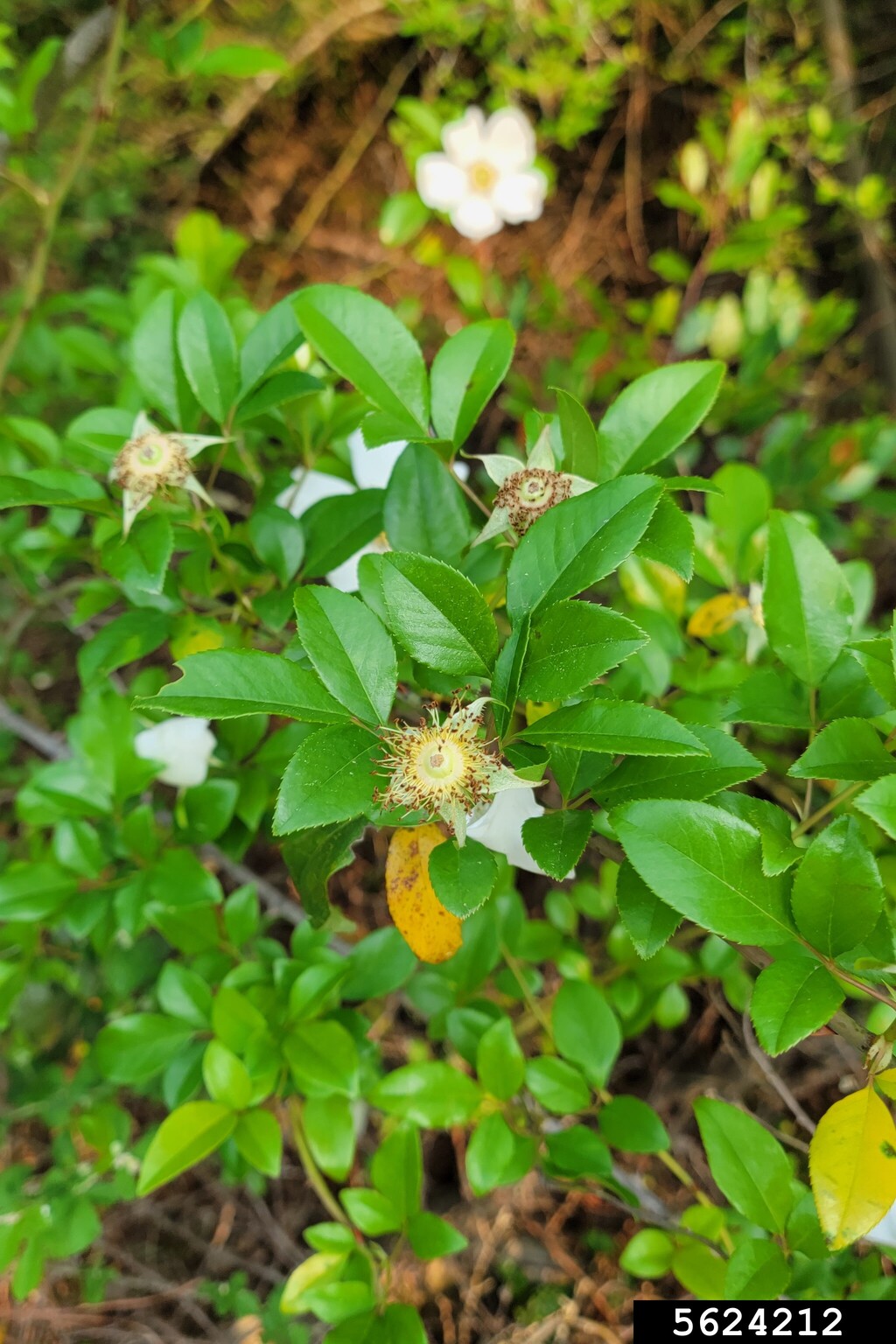 Cherokee rose (Rosa laevigata Michx.)