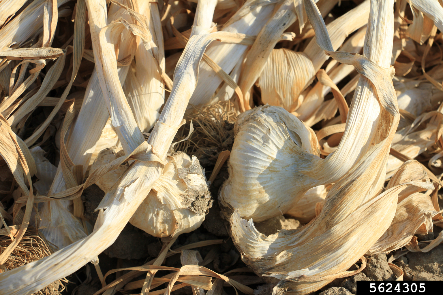 Chinese rose beetle (Adoretus sinicus Burmeister, 1855)