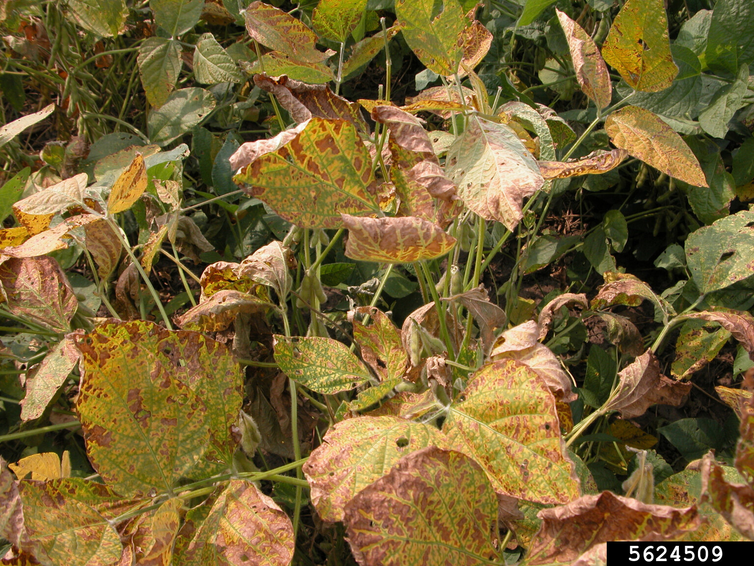 Brown stem rot (Phialophora gregata (Allington & D.W. Chamb.) W. Gams)