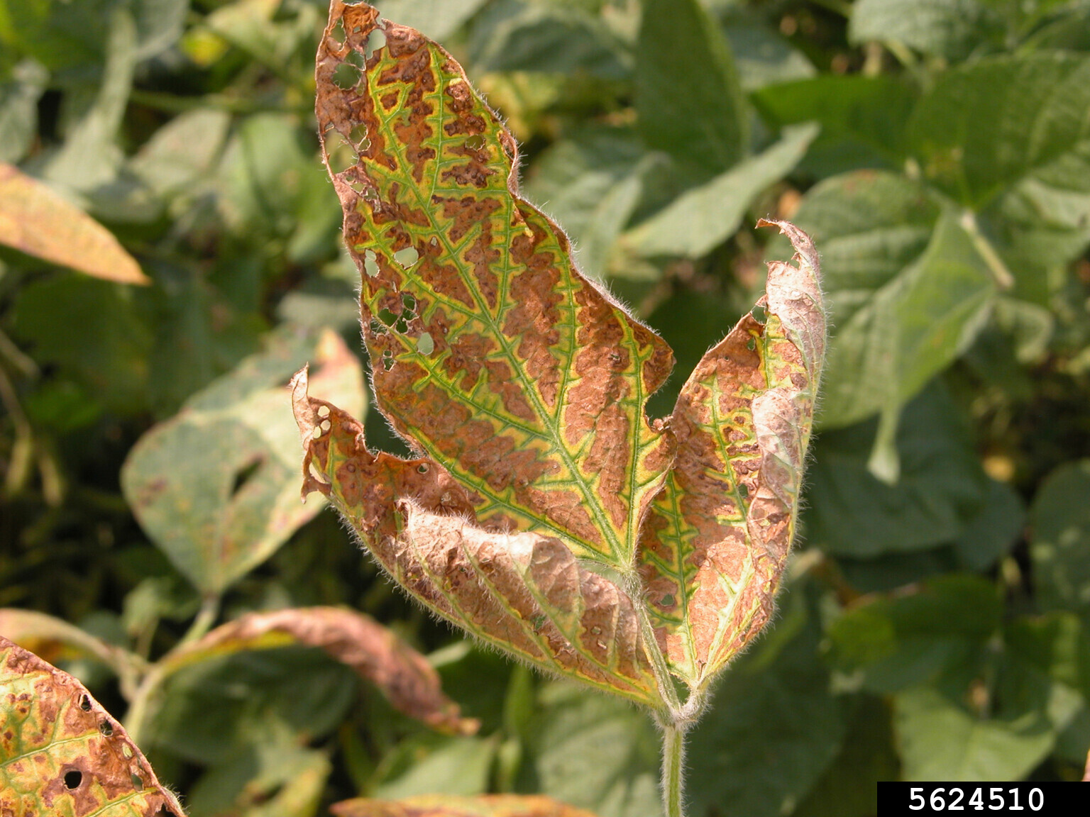 Brown stem rot (Phialophora gregata (Allington & D.W. Chamb.) W. Gams)