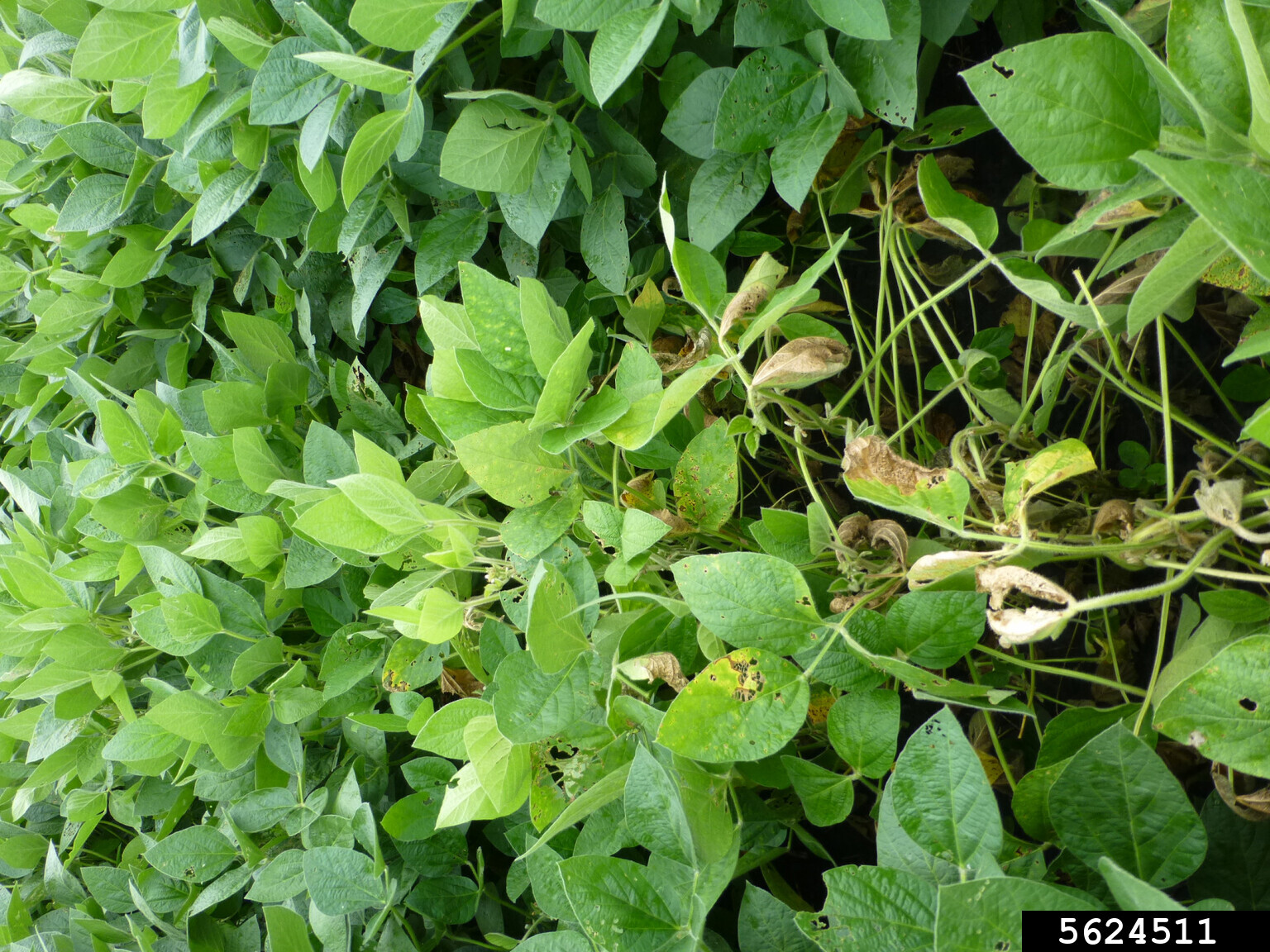 Brown stem rot (Phialophora gregata (Allington & D.W. Chamb.) W. Gams)