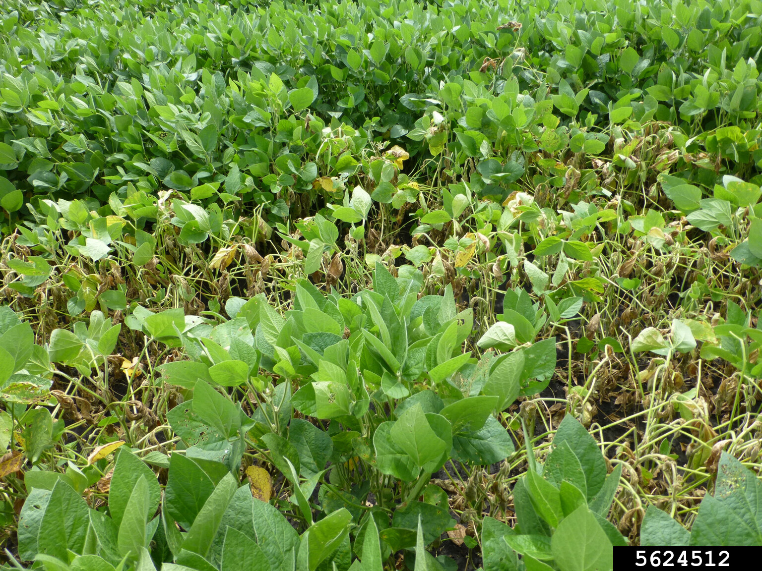 Brown stem rot (Phialophora gregata (Allington & D.W. Chamb.) W. Gams)