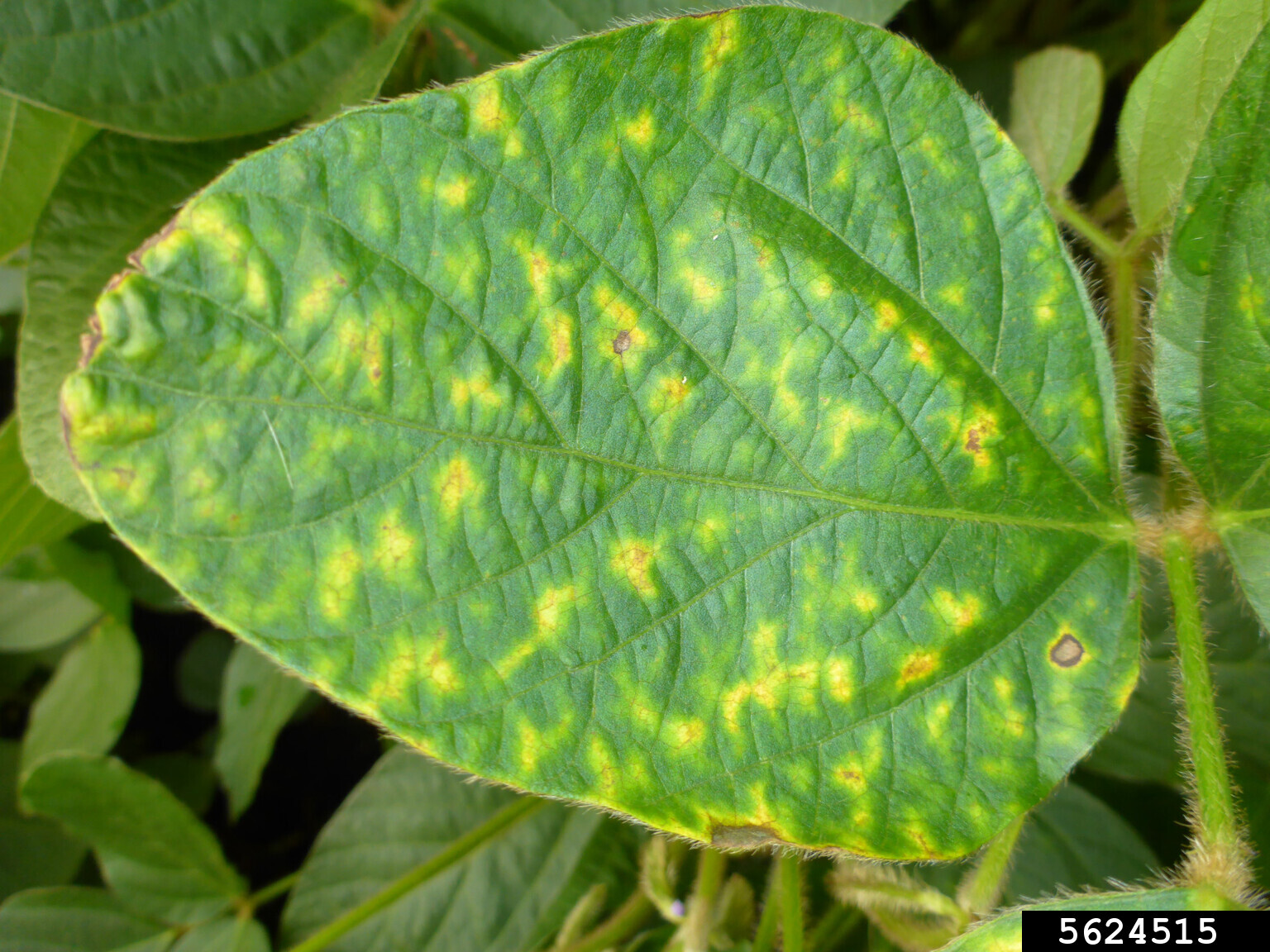 Brown stem rot (Phialophora gregata (Allington & D.W. Chamb.) W. Gams)