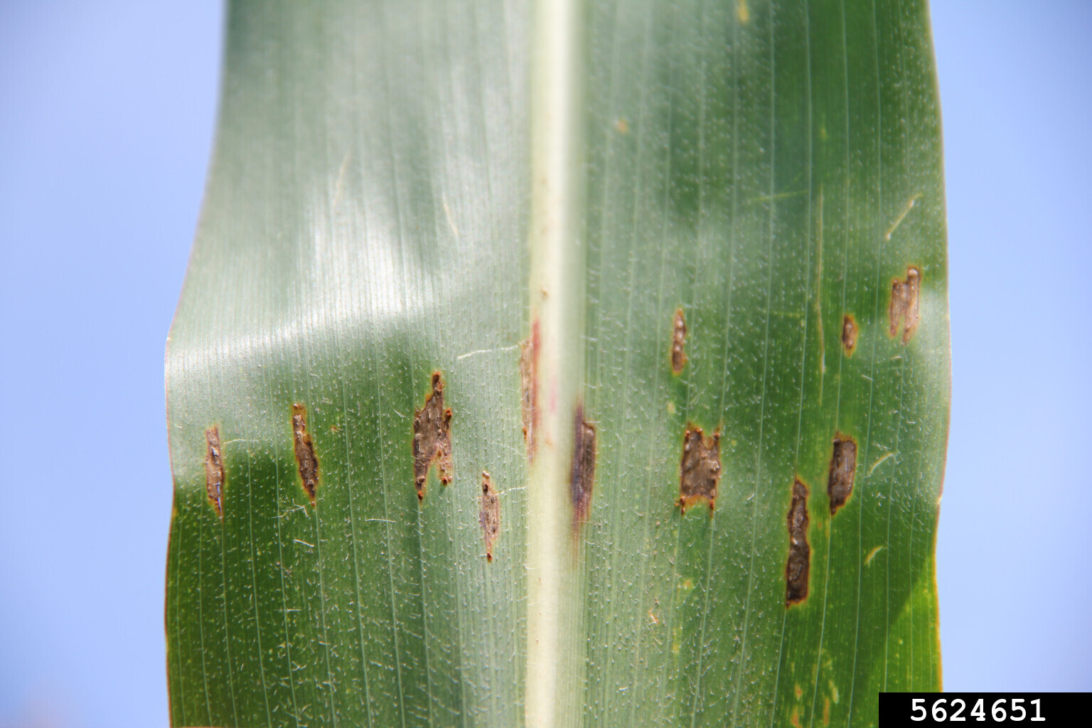 common corn rust (Puccinia sorghi Schwein.)
