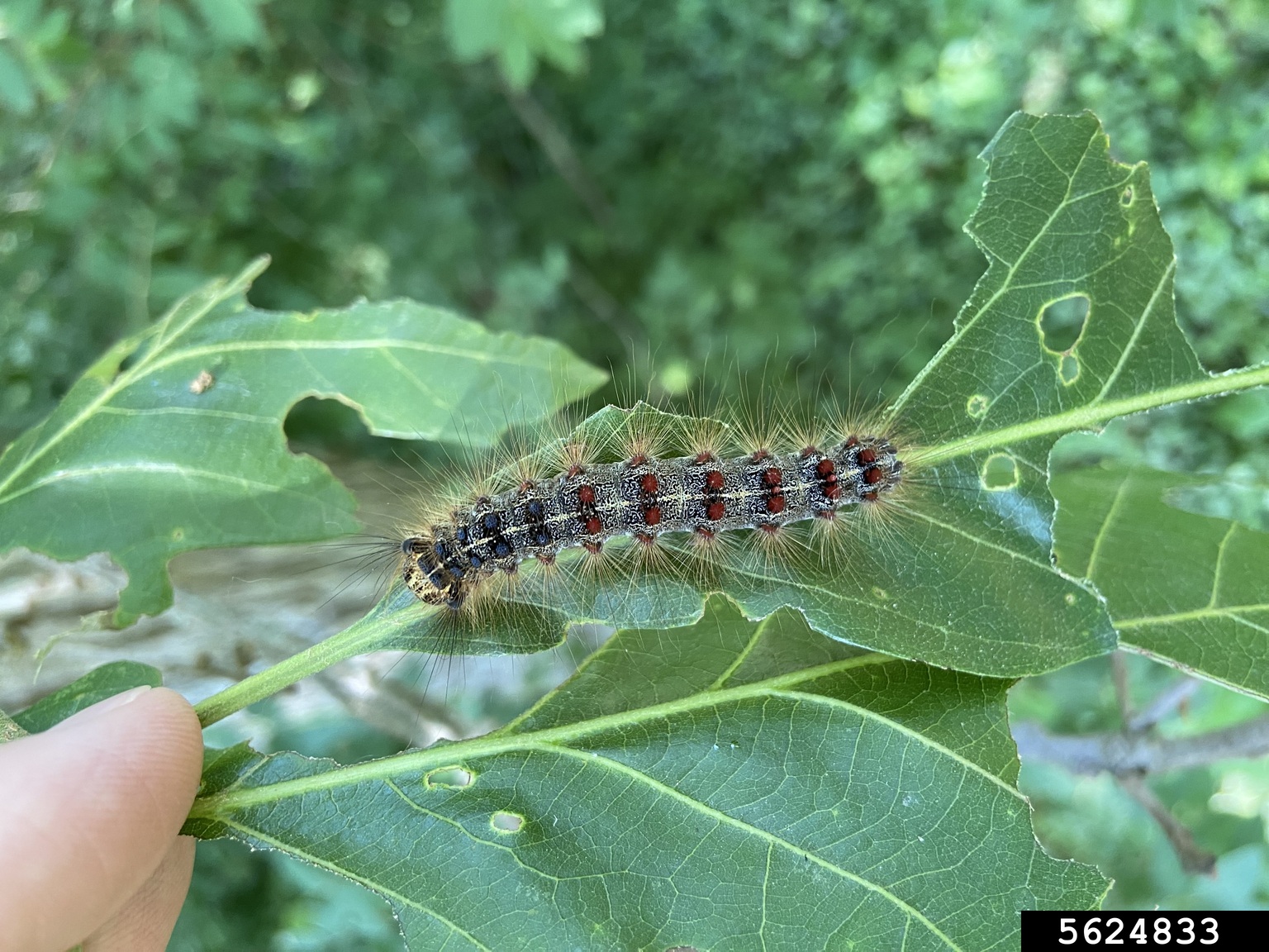 spongy moth (formerly gypsy moth) (Lymantria dispar (Linnaeus))