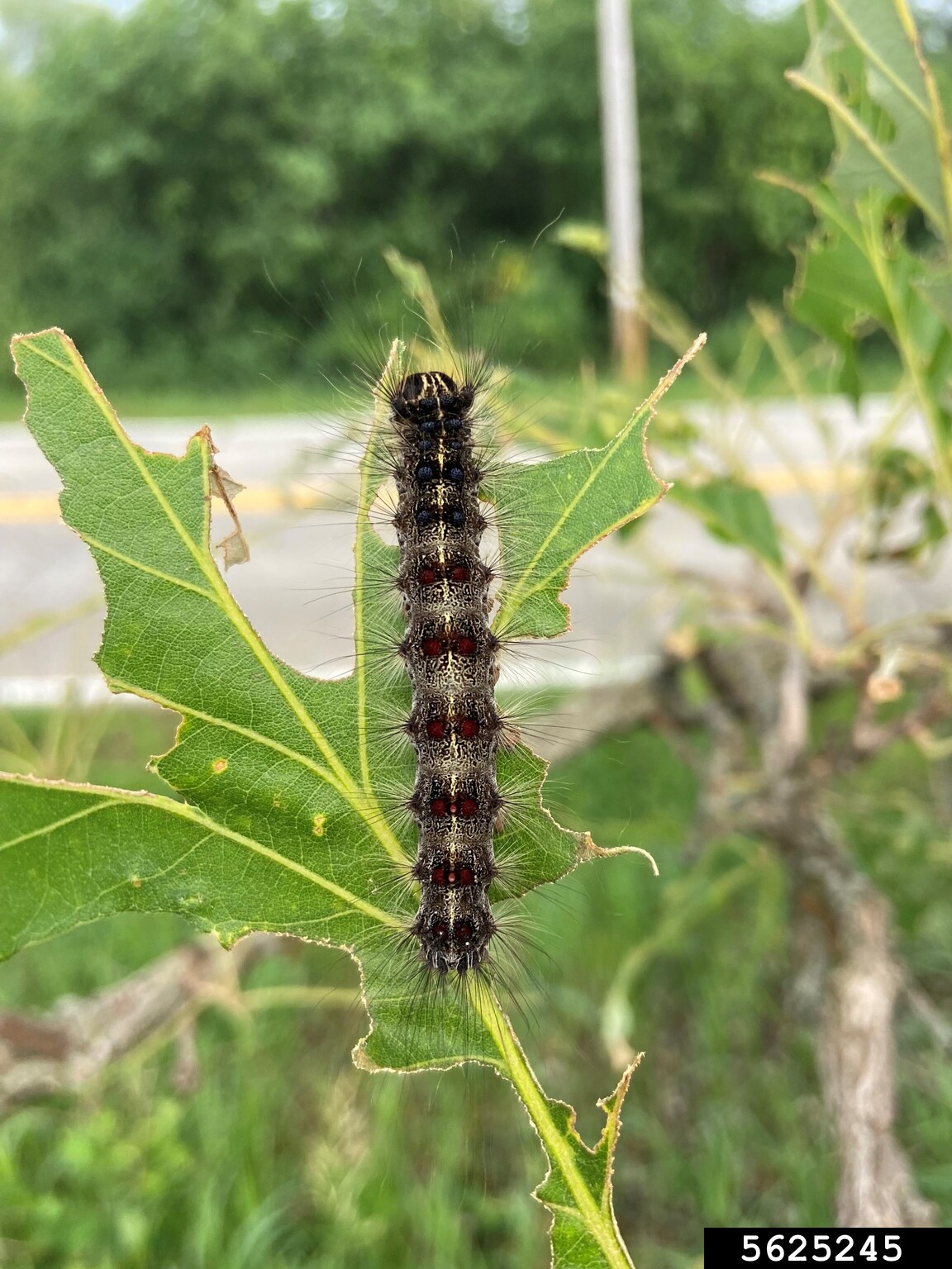 spongy moth (formerly gypsy moth) (Lymantria dispar (Linnaeus))