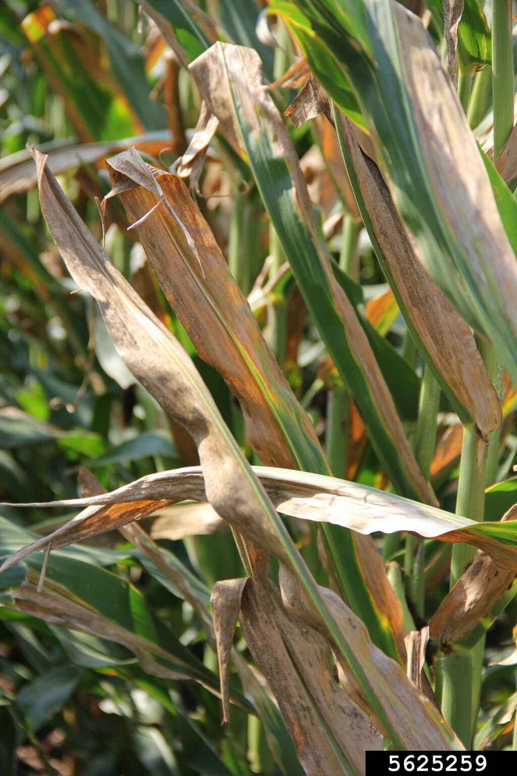 Goss' bacterial wilt (Clavibacter michiganensis ssp. nebraskensis ...