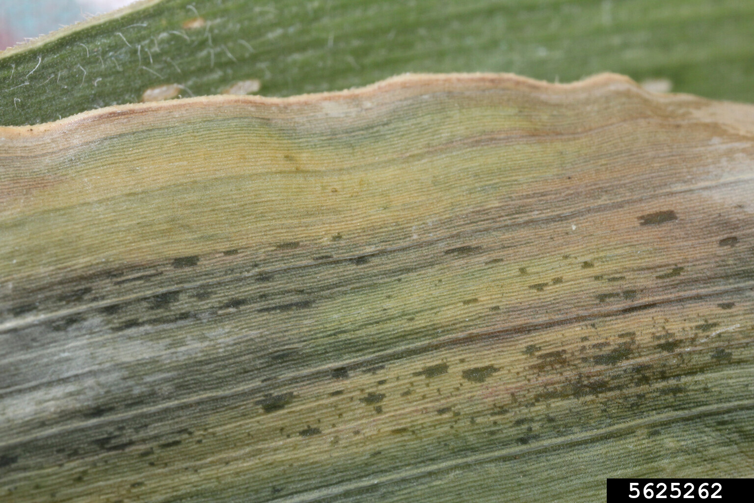 Goss' bacterial wilt (Clavibacter michiganensis ssp. nebraskensis ...