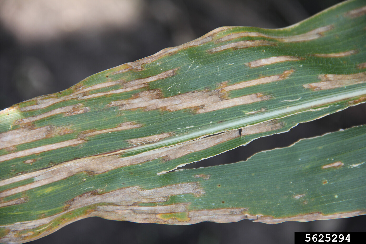 Gray leaf spot (Cercospora zeae-maydis Tehon & E.Y. Daniels)