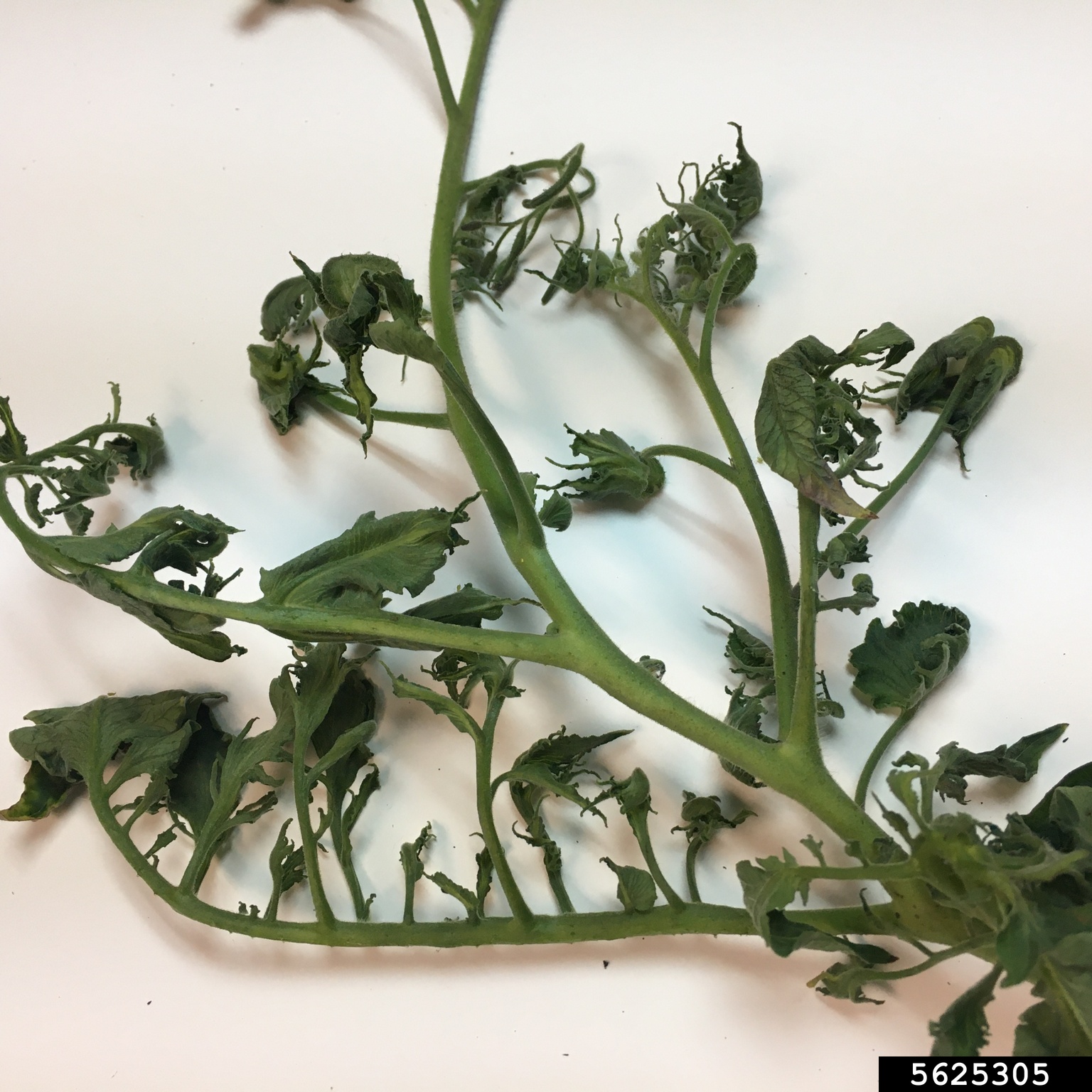 herbicides (general)